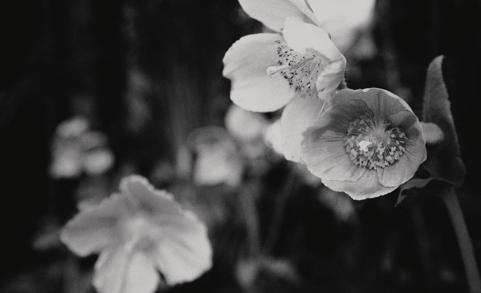 The blue poppy of the Himalayas - HIMA JOMO