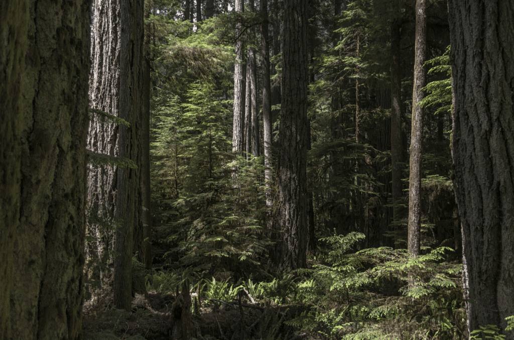 The Himalayan Cedar - HIMA JOMO
