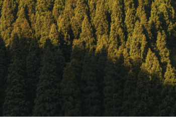The Himalayan Cedar - HIMA JOMO